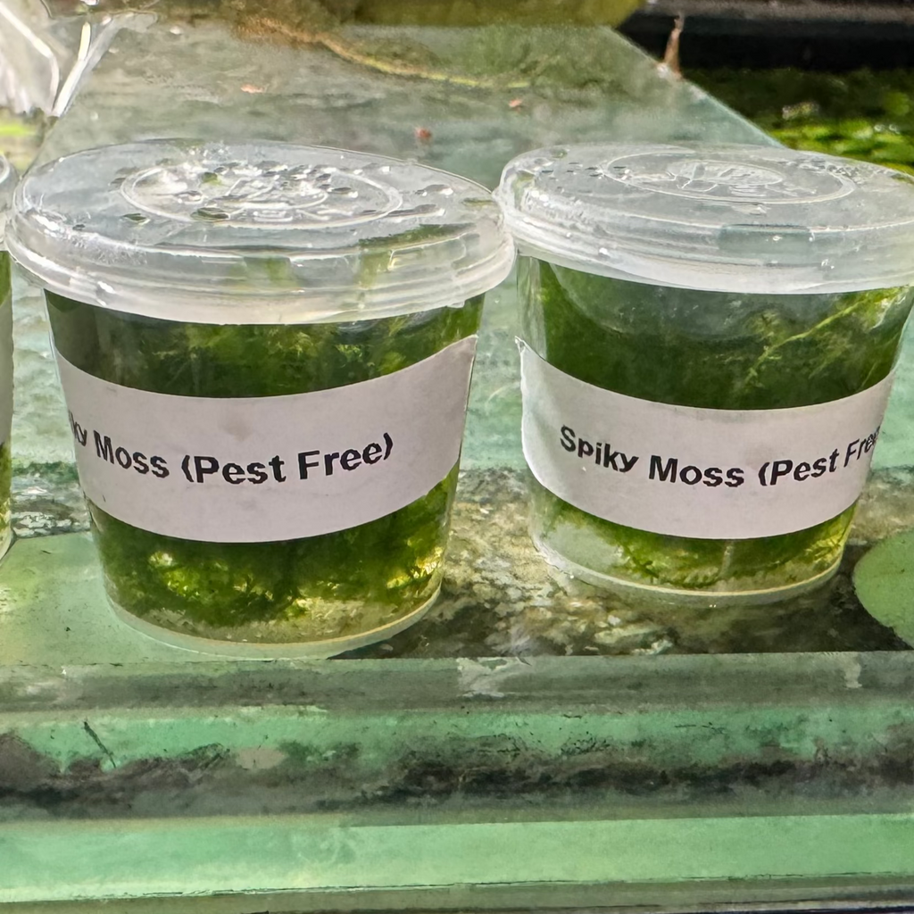 Moss Tub (30ml) - Spiky Moss – Williamstown Aquarium
